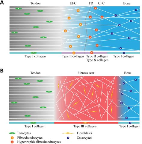 The Native Structure Of The Tendon To Bone Interface And Fibrous Scar
