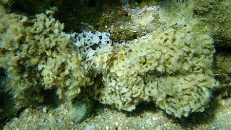 Sea Snail Banded Dye Murex Hexaplex Trunculus Eggs Undersea Aegean