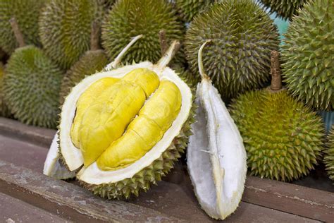 Durian 2 Photograph by David Gn - Fine Art America