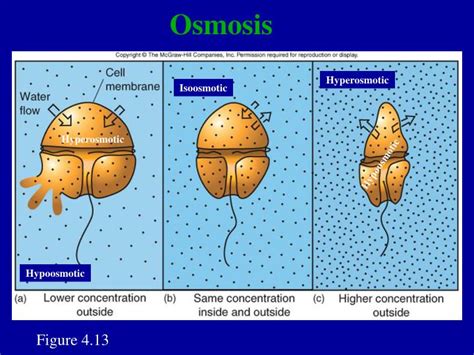 Ppt Osmosis Powerpoint Presentation Id4862638