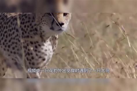 豹子捕捉大鸟结局却让人意外豹子万万没想到啊 豹子 结局 大鸟