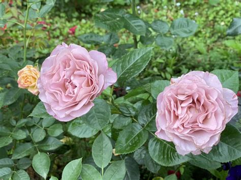 Flora ფლორა პლიუსი Home