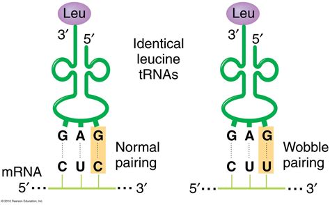 Biochemistry What Is The Explanation For The Smaller Number Of Trna