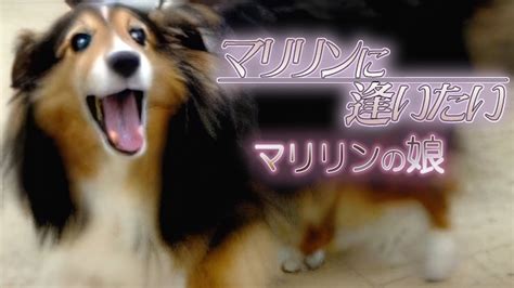 💖以前一緒に暮らしていた犬😺 映画「マリリンに逢いたい」のマリリンの娘 Youtube