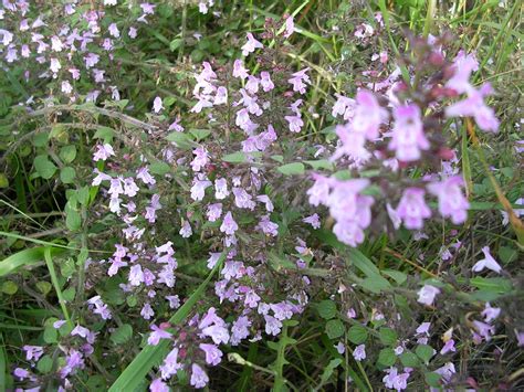 Les Plantes De Torrelles Satureja Calamintha