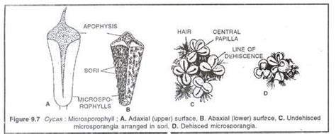 Cycas Megasporophyll Diagram