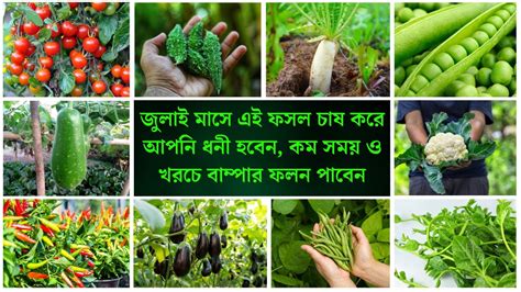জুলাই মাসে এই ফসল চাষ করে আপনি ধনী হবেন কম সময় ও খরচে বাম্পার ফলন