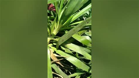 یوکا تنه دار ارسال به سراسر کشور برای خرید یوکا تماس بگیرید 09386357472 نیسان ماشین گلخانه