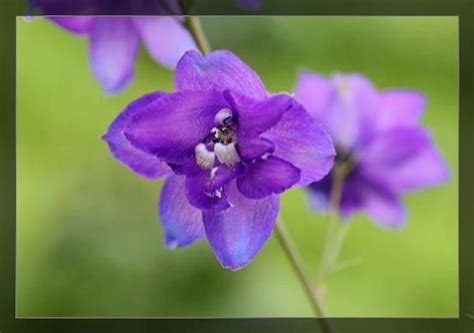 Delphinium Hybrid