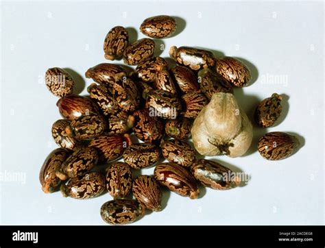 Castor Oil Plant Seeds Castor Oil Is Obtained From These Seeds Of The