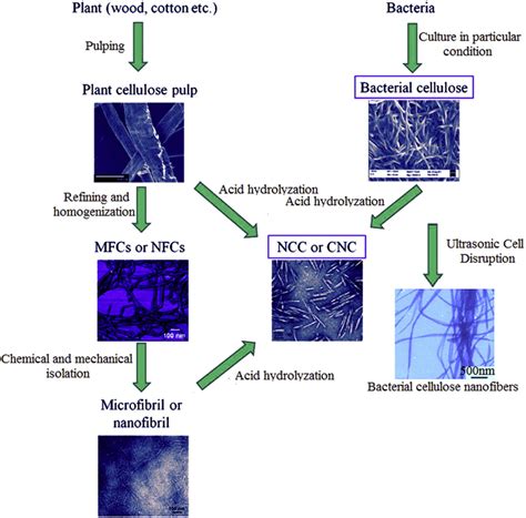 Different Types Of Nanocellulose 115 Download Scientific Diagram