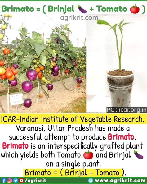 Brimato Brinjal 🍆 Tomato Agriculture And Veterinary