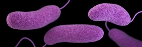 Potentially Dangerous Bacterial Infections From Swimming And Shellfish