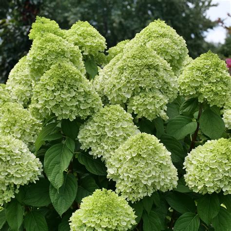 Smooth Hydrangea Incrediball Storm Proof™ Proven Winners® Shrubs Proven Winners Direct™