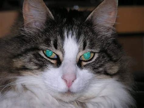 Wooky And His Daytime Secret Identity Rsupermodelcats