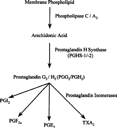 Figure 11 From Regulation Of Prostaglandin Production In The Ovine
