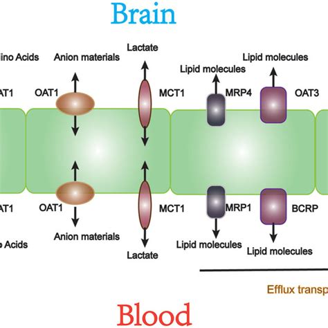 Transporters Expressed In The Bbb And They Facilitate Key Nutrient