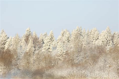 Premium Photo Nature Landscape Winter Forest Frosted