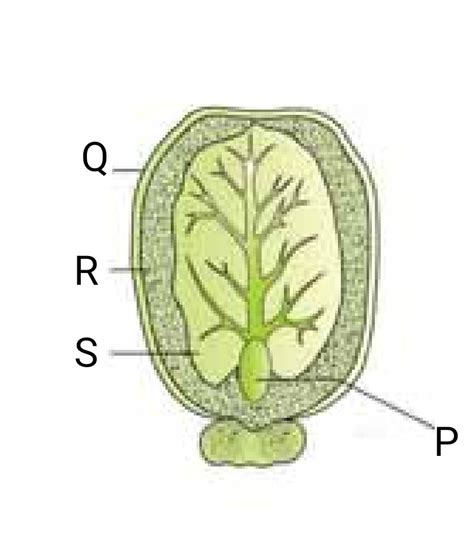 Seed Development Free Test Standard Sexual Reproduction In Flowering Plants NCERT
