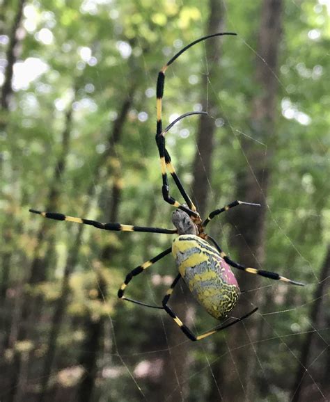 Arise Joro Joro Arise Scrolller