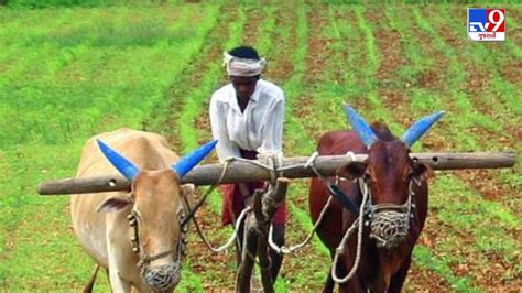 સન્માન નિધિ યોજનાના નાણાંથી ખેડૂતો સમયસર ખાતર અને બિયારણ ખરીદી શકશે