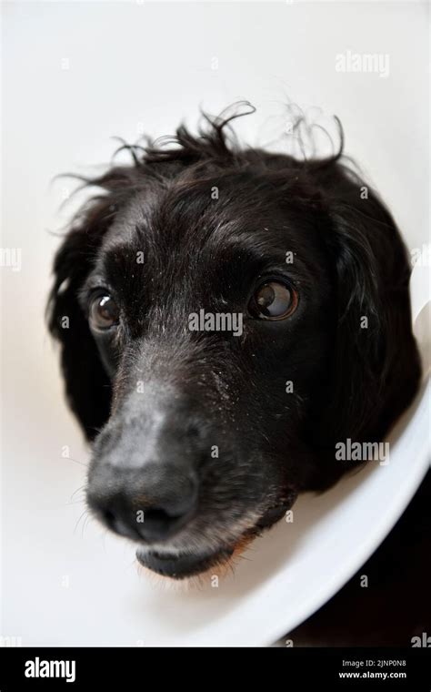 Cocker Spaniel With Head Collar Due To Operation On Paw Oxfordshire