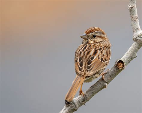 Sparrow By Skyler Ewing Fstoppers