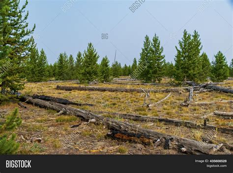 Forest Fire Damage Image And Photo Free Trial Bigstock
