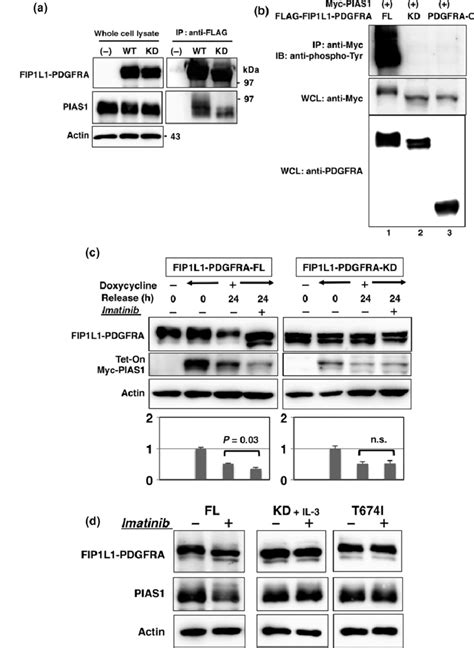 Leukemogenic Kinase Fip1l1 Pdgfra Phosphorylates And Stabilizes Small