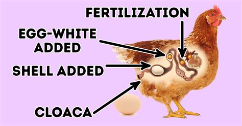 8 Facts About Animal Reproduction That Its Time We Find Out 5 Minute