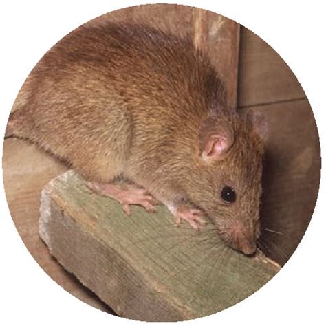 Roof Rat Solution Pest Control