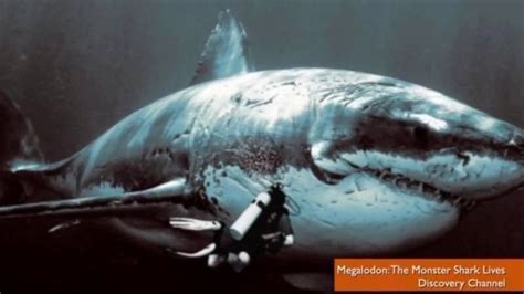 Megalodon Shark Still Alive Proof