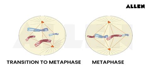 Cell Cycle And Cell Division Explained Mitosis And Meiosis Basics