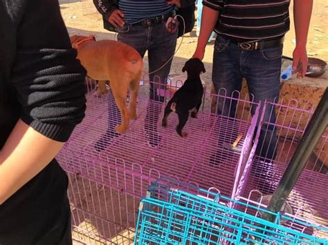 在狗市買到雜交鬥牛犬，會不會覺得很尷尬呢？ 每日頭條