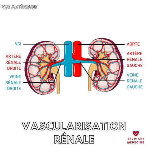 La vascularisation rénale