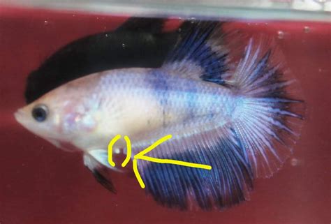 Putting Male And Female Betta Fish Together