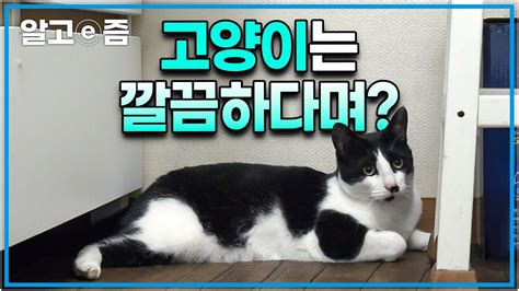 근데 얜 왜 아무 데나 대소변 테러를” 일반적인 고양이와는 다른 배변 패턴으로 집안 곳곳에다가 대소변을 해결해버리는 고양이