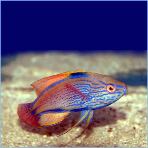 Lineatus Fairy Wrasse Petes Aquariums And Fish