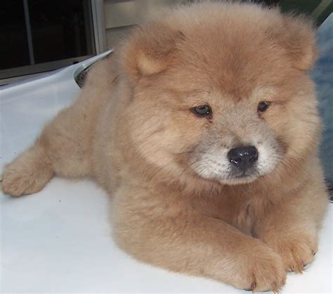 Geri Mcghee Kennels Lindale Tx