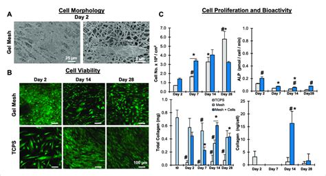 Mesh Biocompatibility Stem Cells Meshes Were Biocompatible And