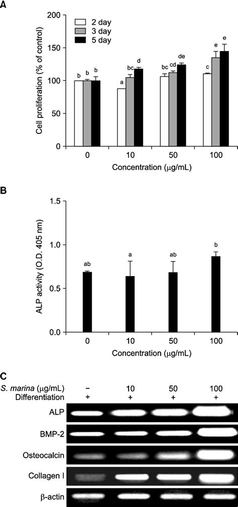 Effect Of S Marina Extract On Osteogenic Differentiation Of Mc3t3 E1