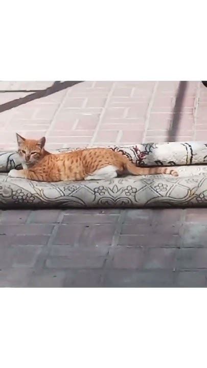 Beby Beby Bebee Music 🥰 Youtube