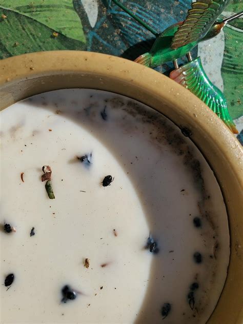 Whats This Wasp Dragging A Spider Four Times Its Size R Whatsthisbug