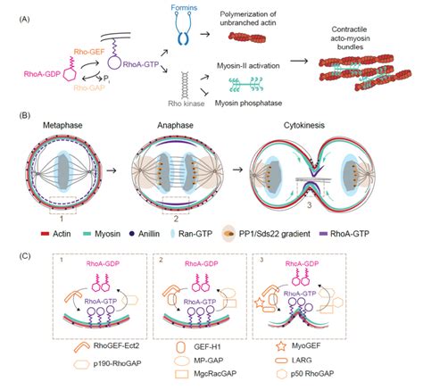 Spatio Temporal Regulation Of Contractility By Rho Signalling A Download Scientific Diagram