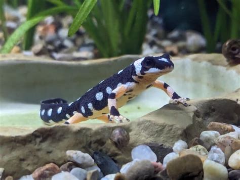 Neurergus Kaiseri R Newts