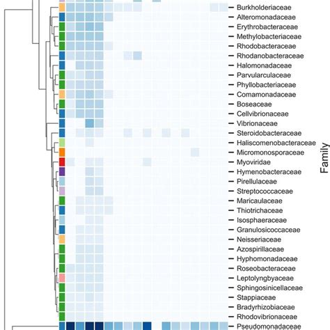 Taxonomic Distribution Of Pha Related Genes Genomes With Greater Than Download Scientific