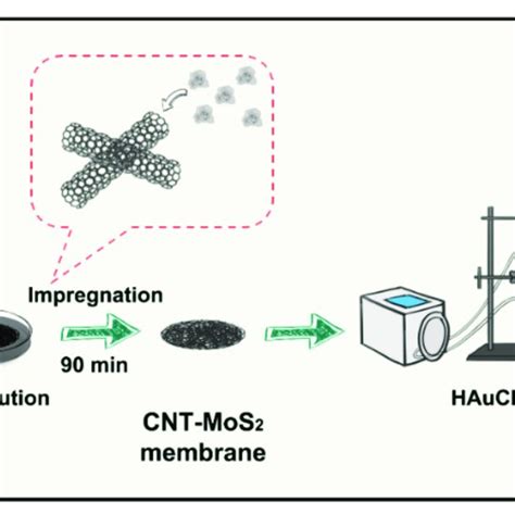 Schematic Illustration For The Synthesis Of The Cnt Mos 2 Au Catalytic