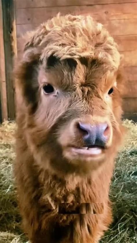 Highland Cattle Video