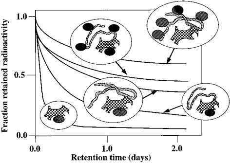 Schematic Illustration Of The Fraction Cell Associated Radioactivity