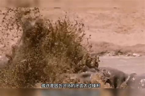 河马一声怒吼吓退狮群，但面对鬣狗群时，却被活活吃掉知识π计划 知识抢先知狮群鬣狗知识